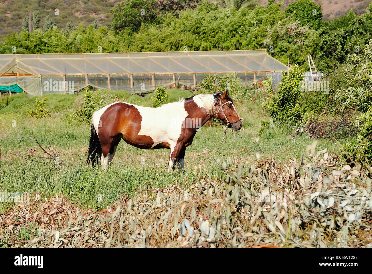 Rural horse race hi-res stock photography and images - Alamy