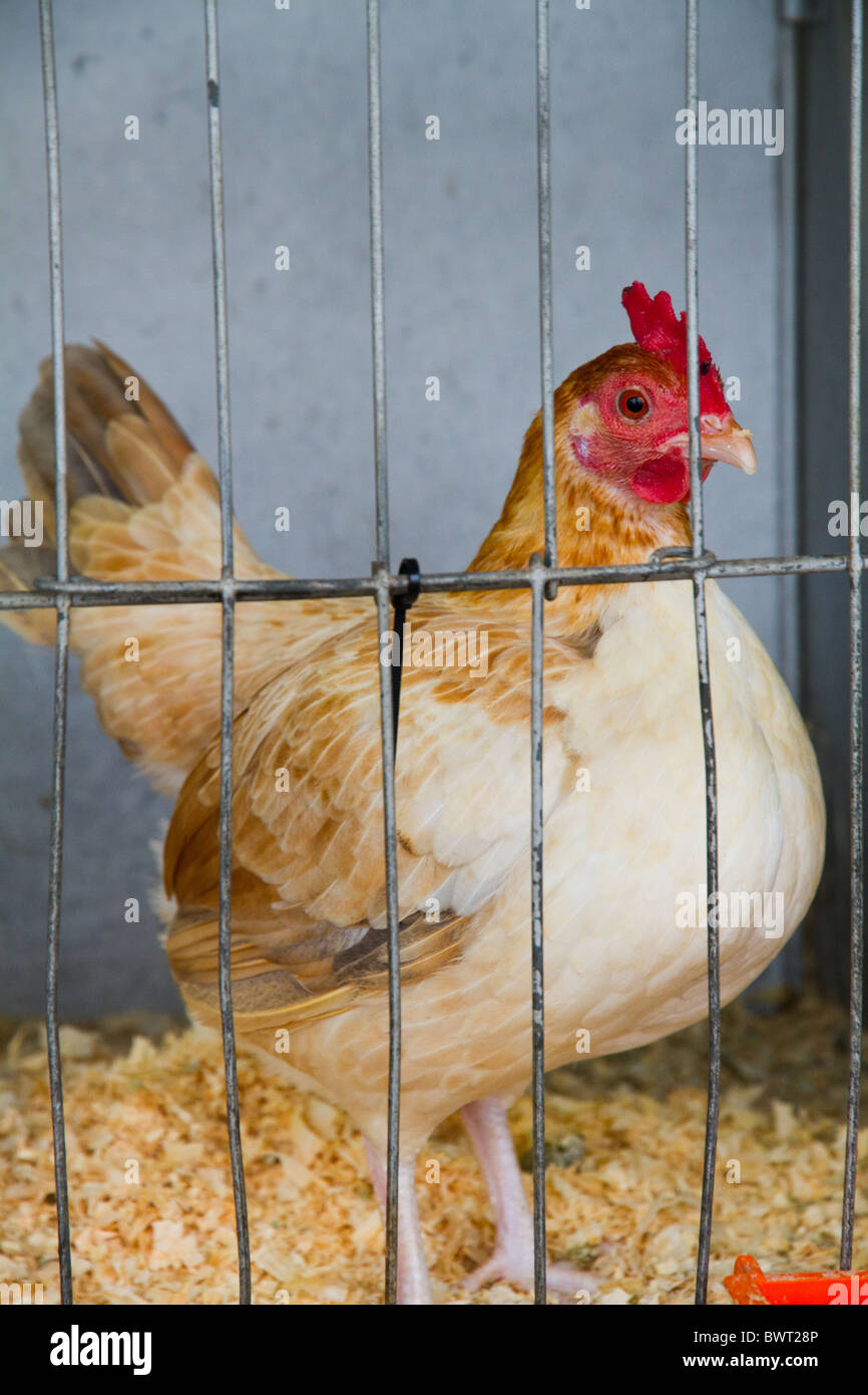 Show hen hi-res stock photography and images - Alamy
