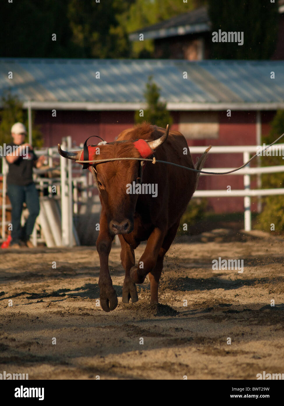 In the ranch pen a young steer is roped while on the run Stock Photo ...