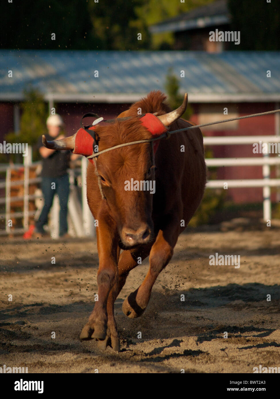 Roped cow hi-res stock photography and images - Alamy