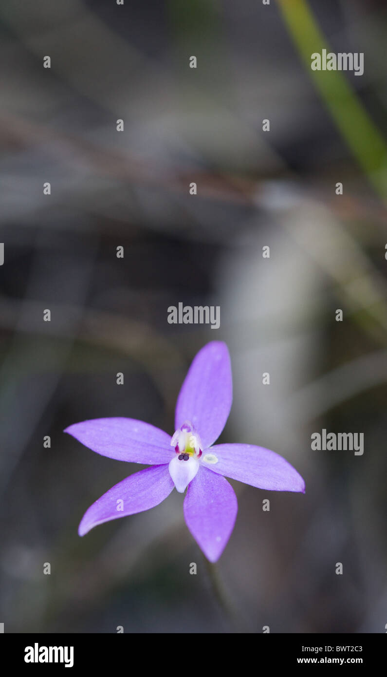 Australian native orchid flower hi-res stock photography and images - Alamy