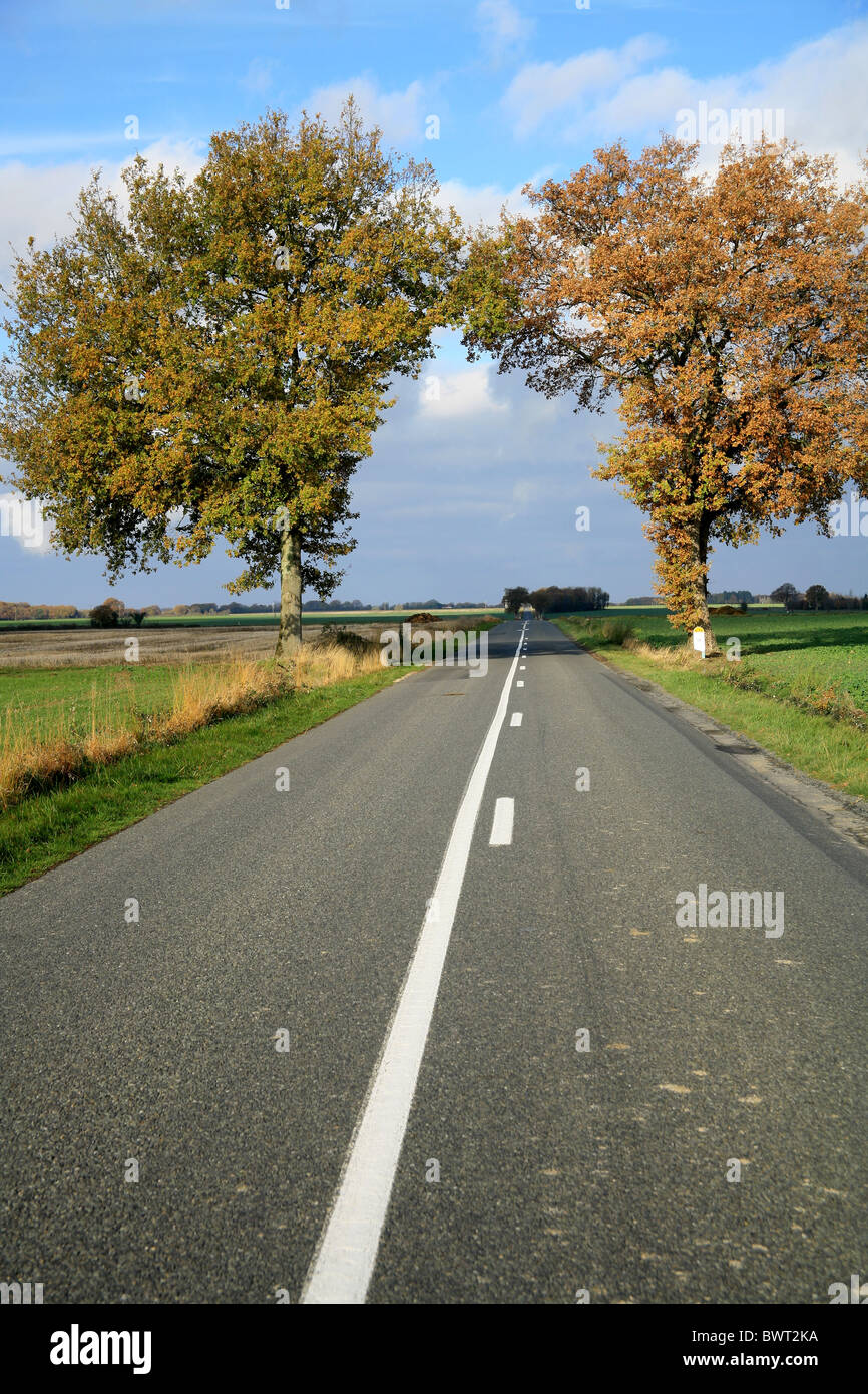 2 trees and a road Stock Photo - Alamy