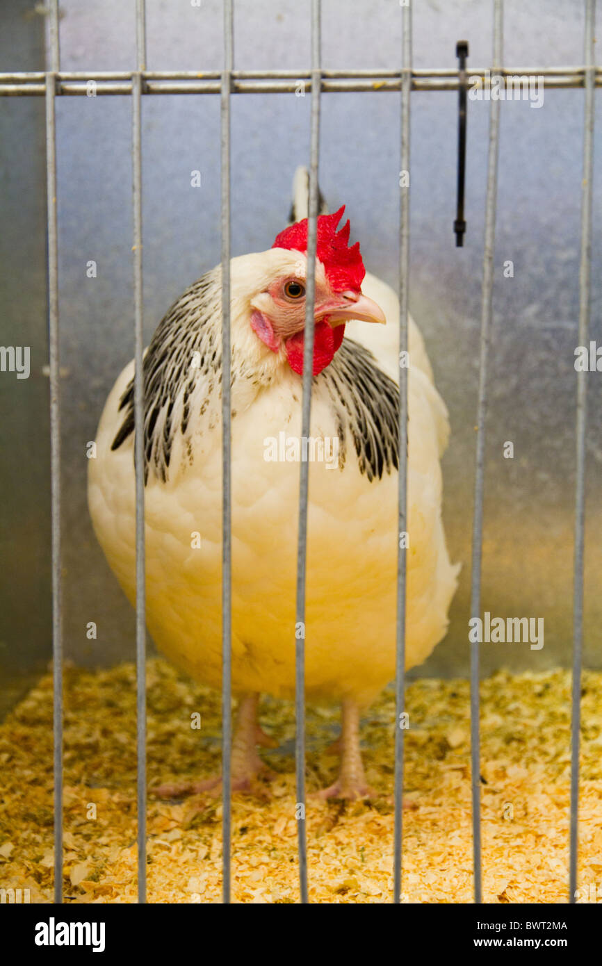 Show quality chicken hi-res stock photography and images - Alamy