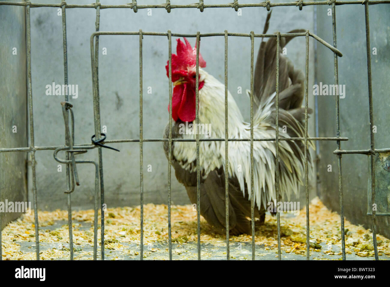 Bantam rooster in a cage awaiting to be judged at a show Stock Photo ...