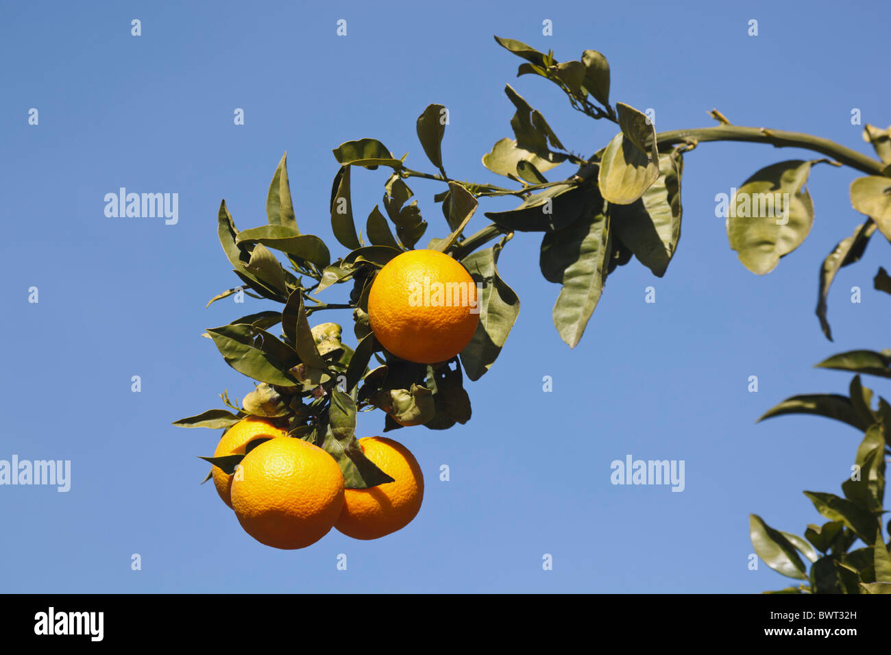 Citrus orchard hi-res stock photography and images - Alamy