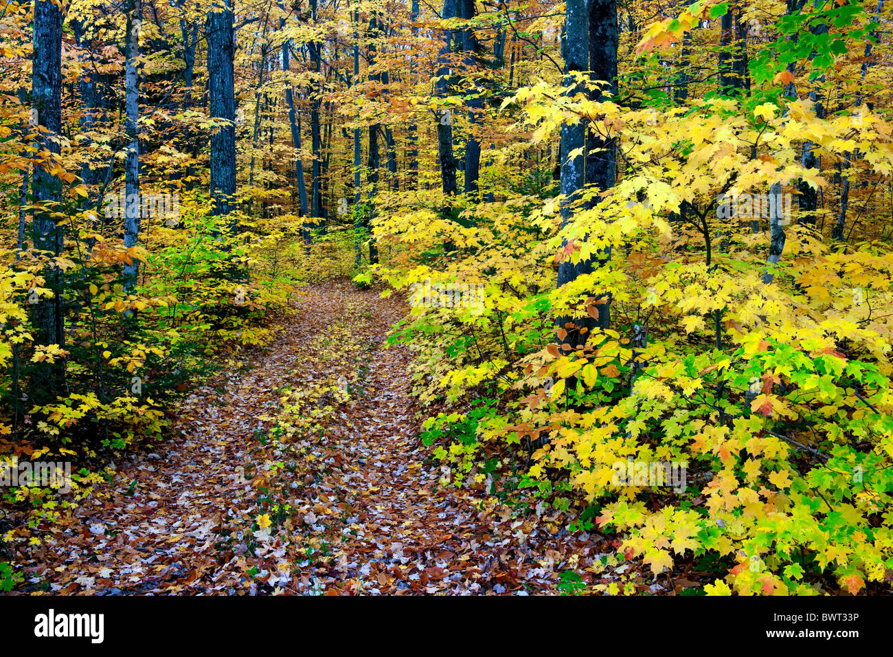 Upper peninsula maple birch hi-res stock photography and images - Alamy