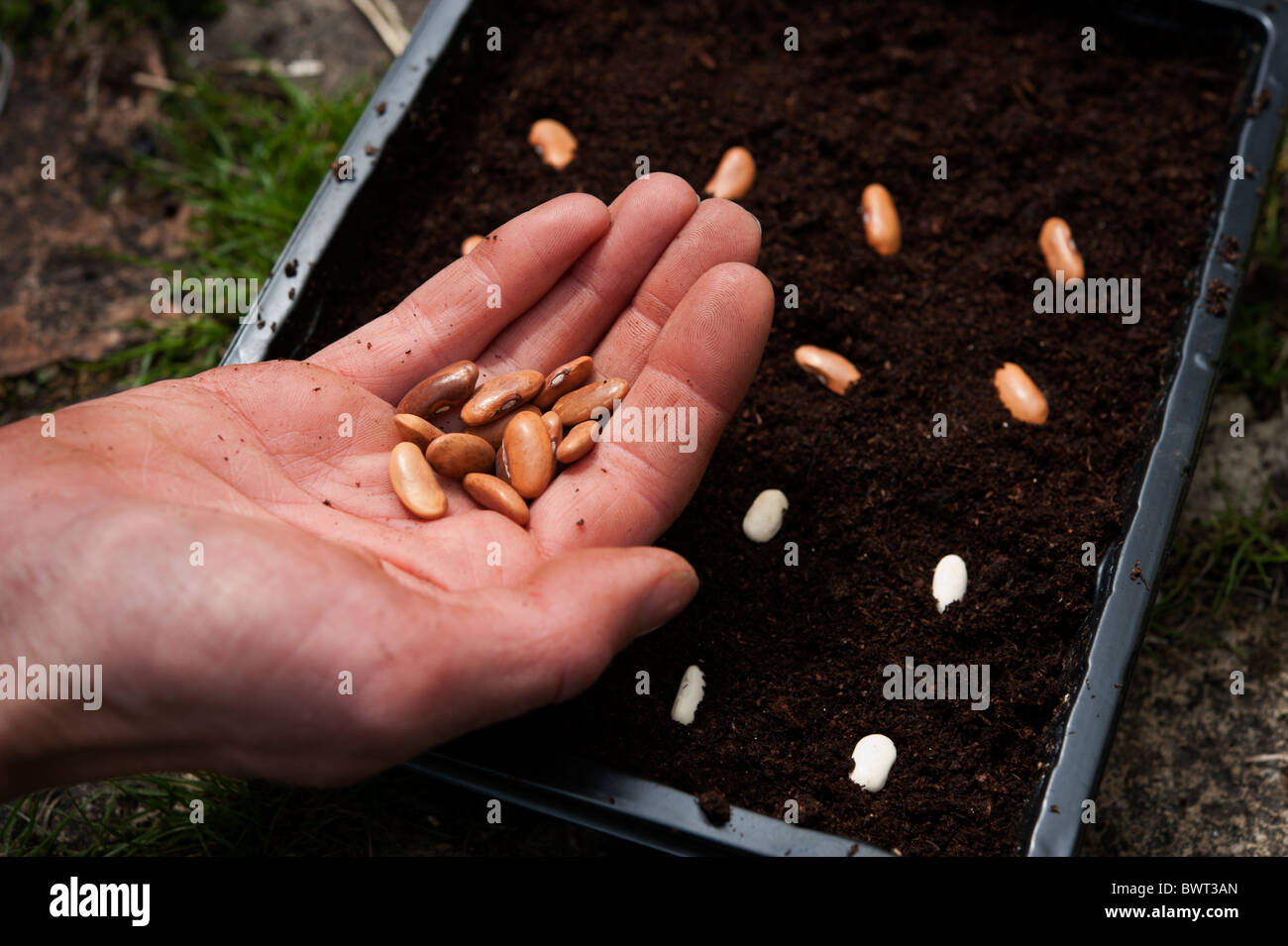 Planting beans in seed tray hi-res stock photography and images - Alamy
