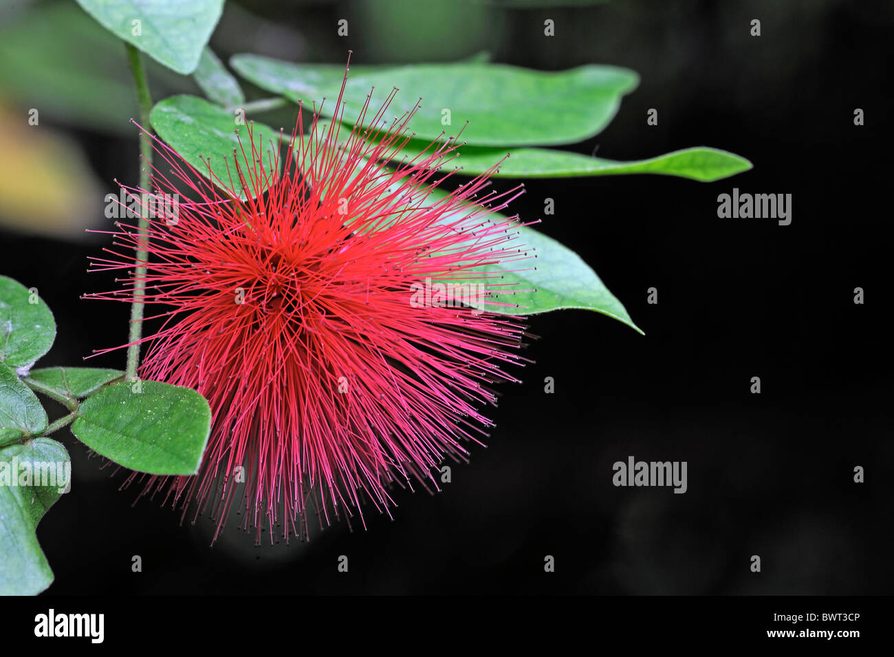 Powder puff bloom of the Bottlebrush Shrub (Calliandra haematocephala ...