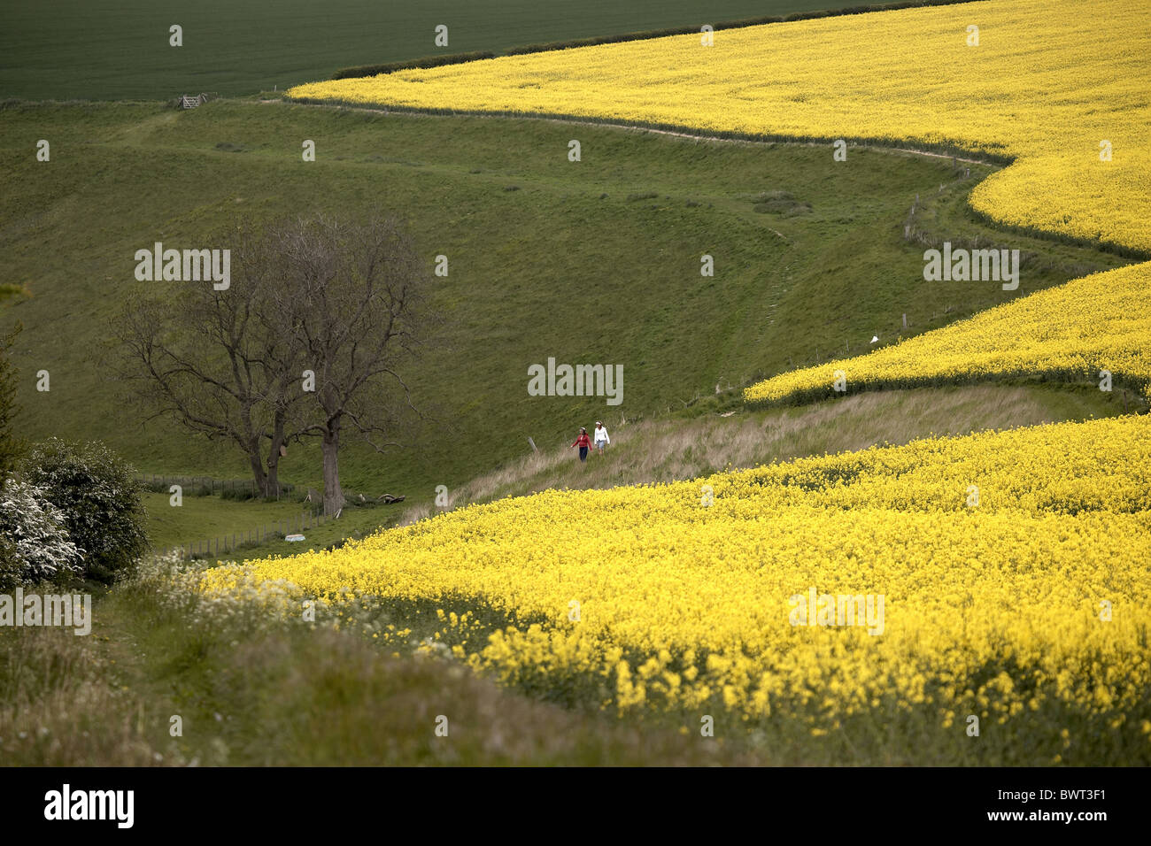 Walkers enjoying the land access area of Horse Dale near Huggate, The ...