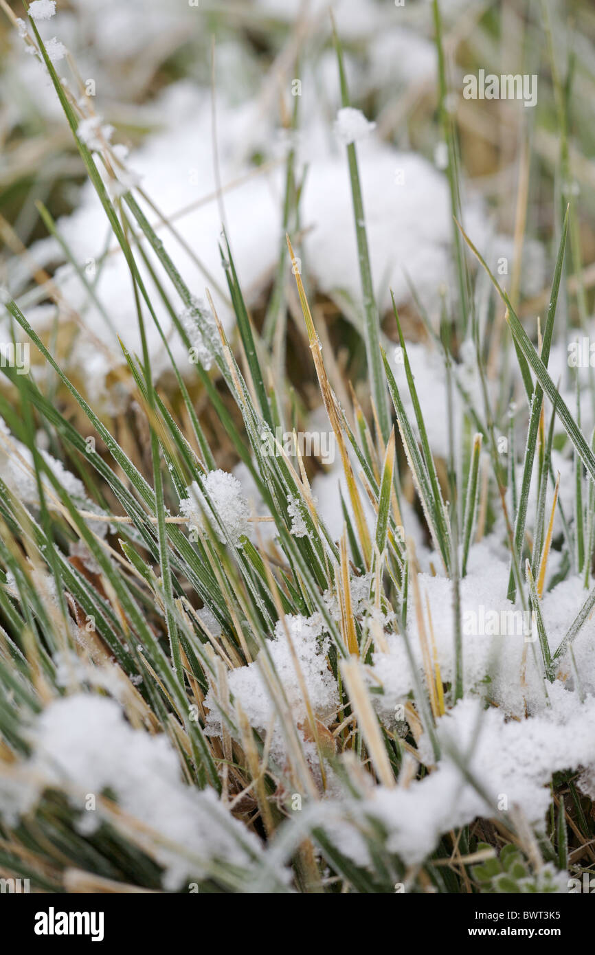 Frozen grass detail hi-res stock photography and images - Alamy