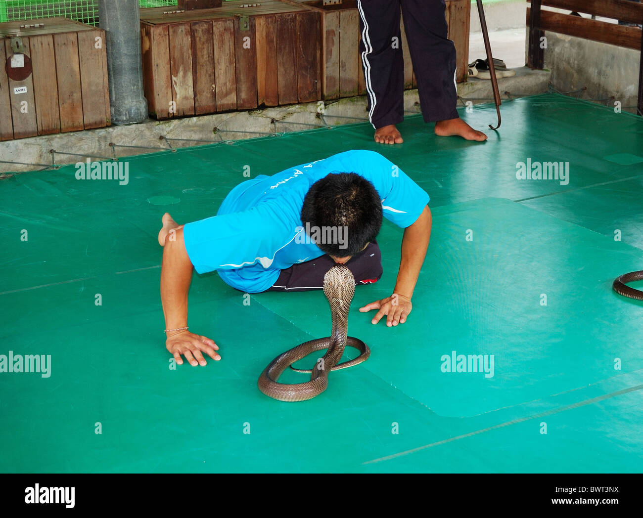 The famous Snake Show in Snake Farm, Phuket, Thailand. The performer ...