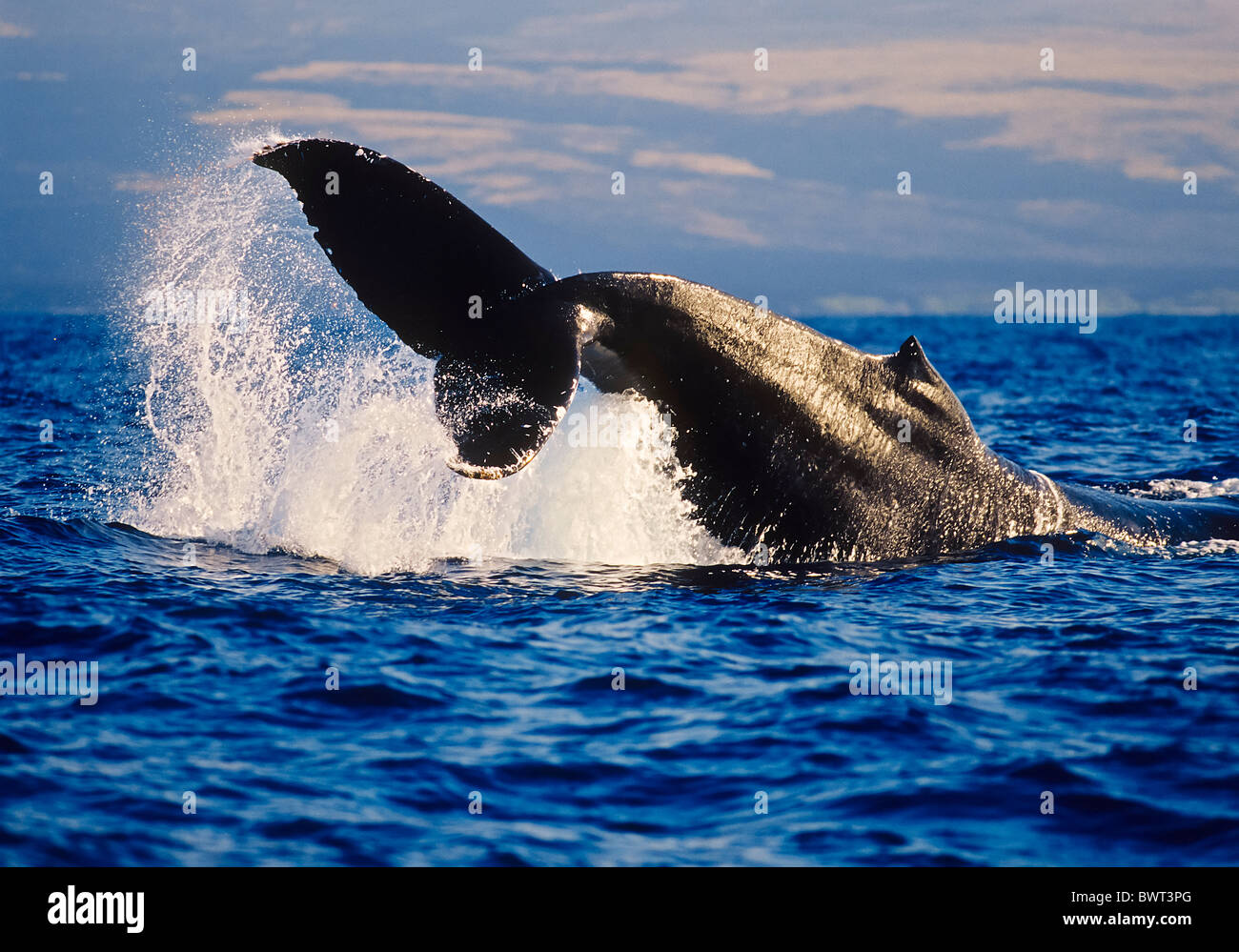 Throw Fish High Resolution Stock Photography and Images - Alamy