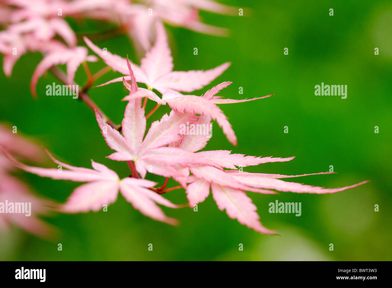 Pink japanese maple hi-res stock photography and images - Alamy