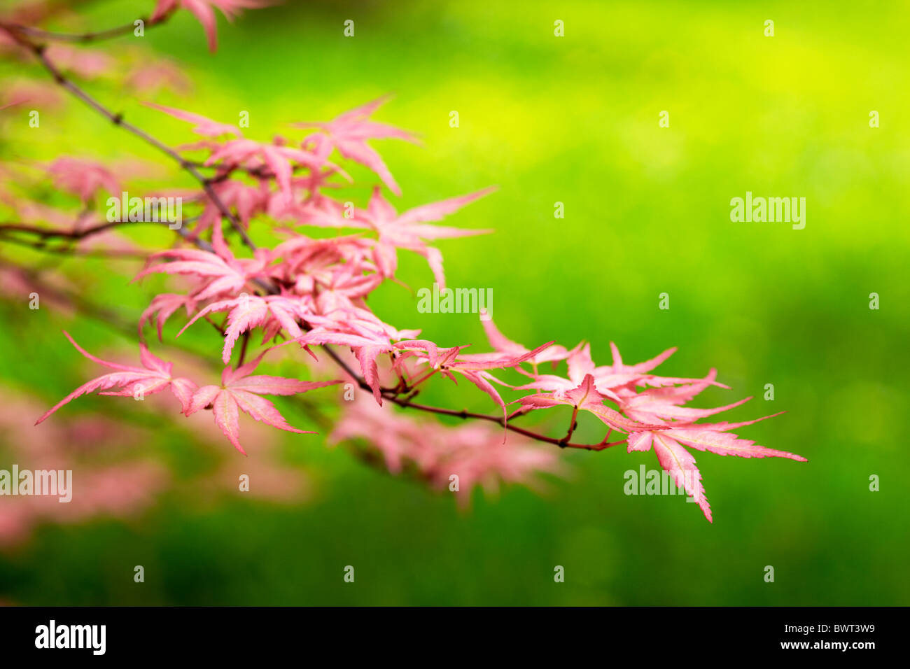 Pink japanese maple hi-res stock photography and images - Alamy