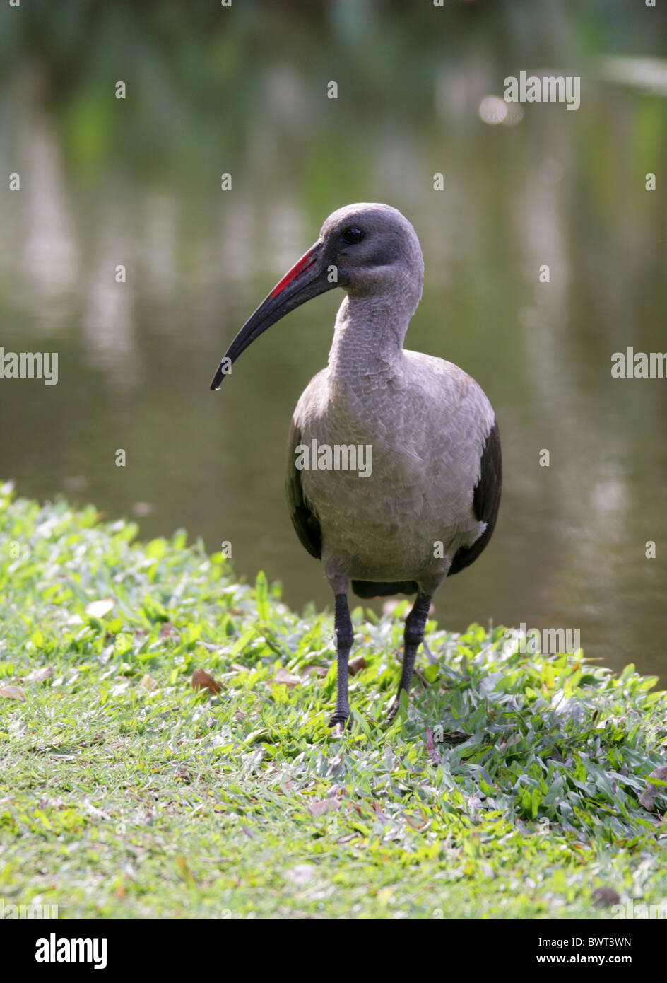 The Hadada or Hadeda Ibis, Bostrychia hagedash, Threskiornithidae ...