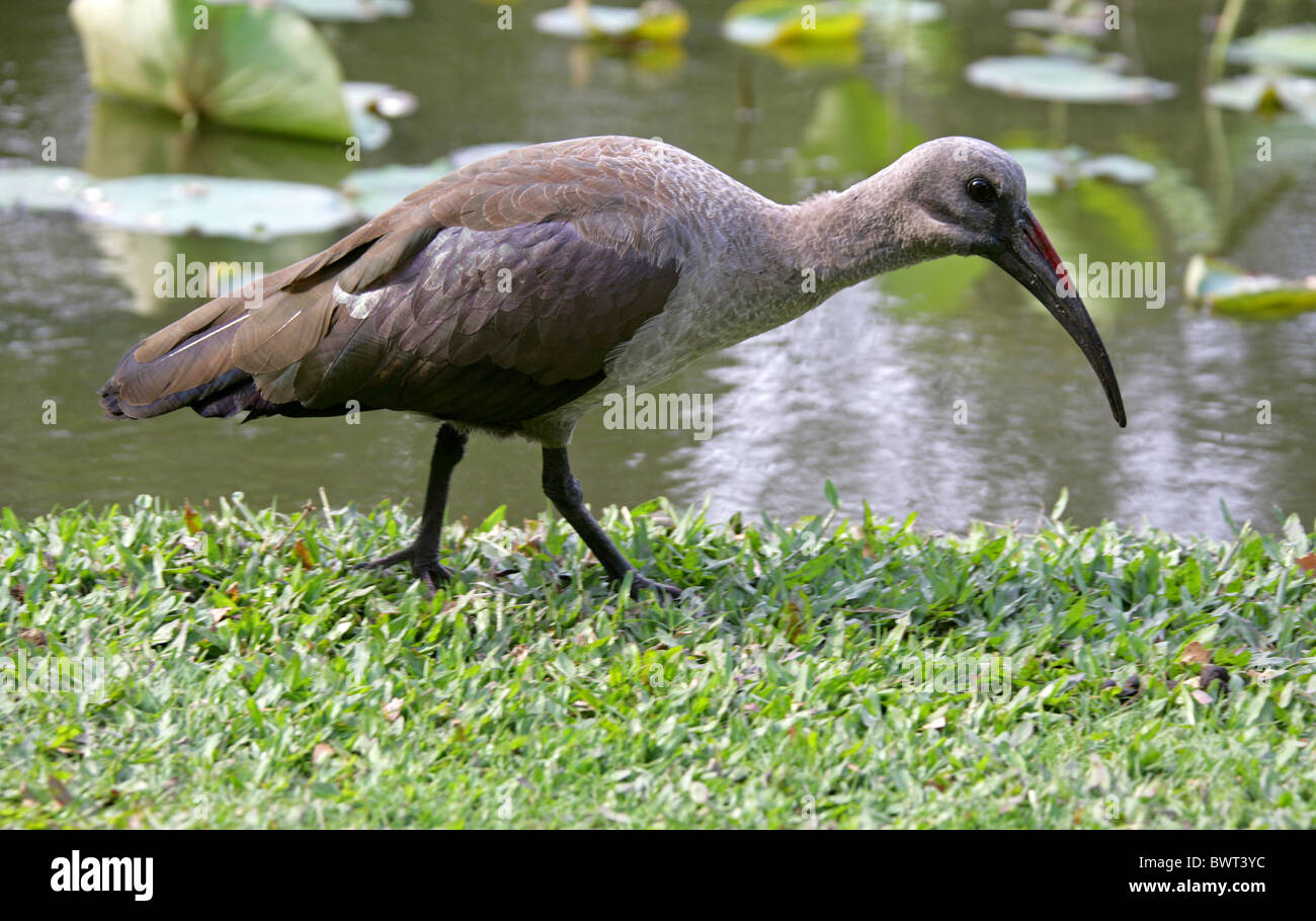 The Hadada or Hadeda Ibis, Bostrychia hagedash, Threskiornithidae ...