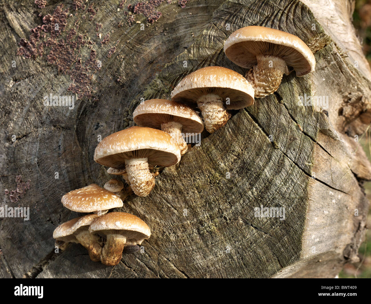 Fungi roots root fungus hi-res stock photography and images - Alamy