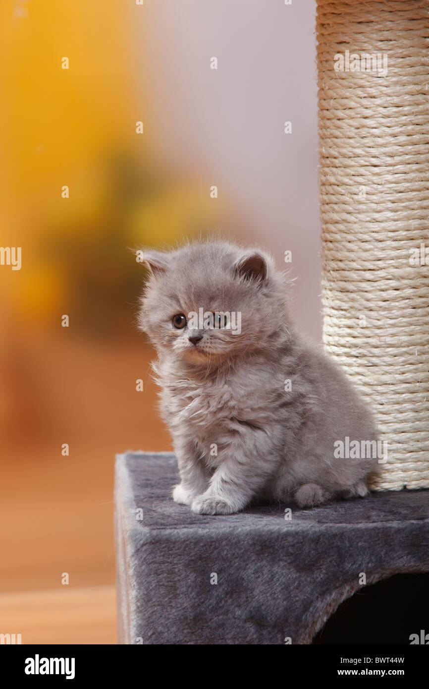 British Longhair Cat, kitten, blue-cream / Highlander, Lowlander ...