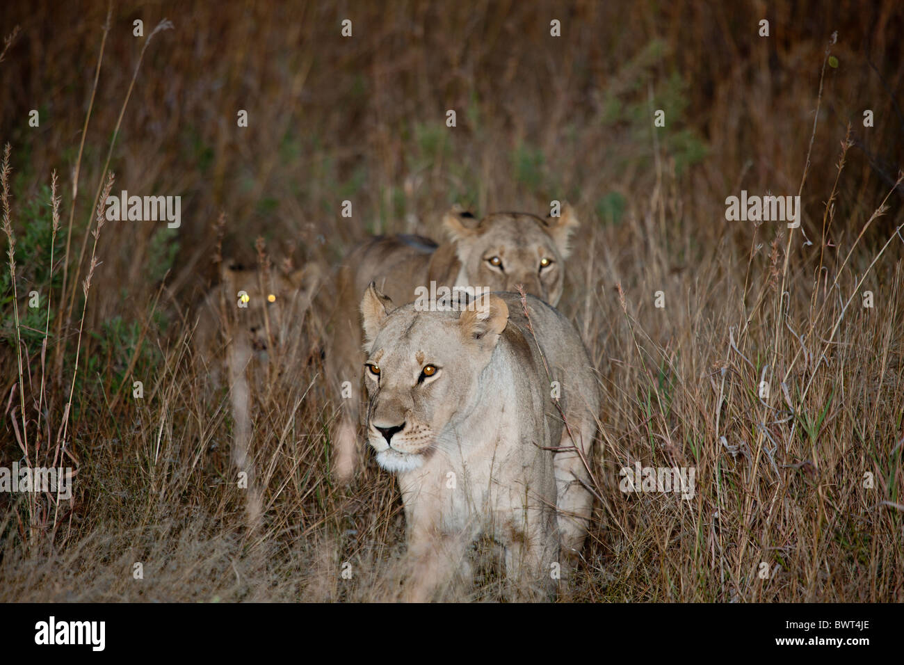 Lion Eyes In The Night