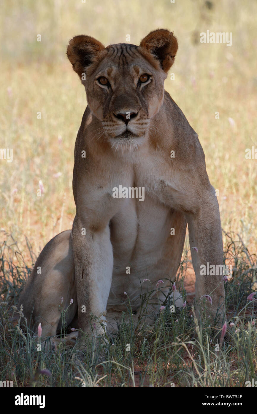 Loewe lion Panthera leo Stock Photo - Alamy