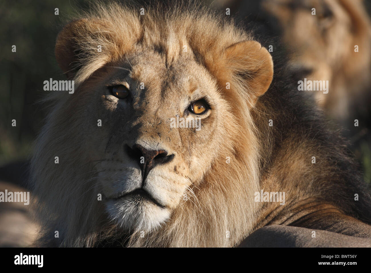 Loewe lion Panthera leo Stock Photo - Alamy