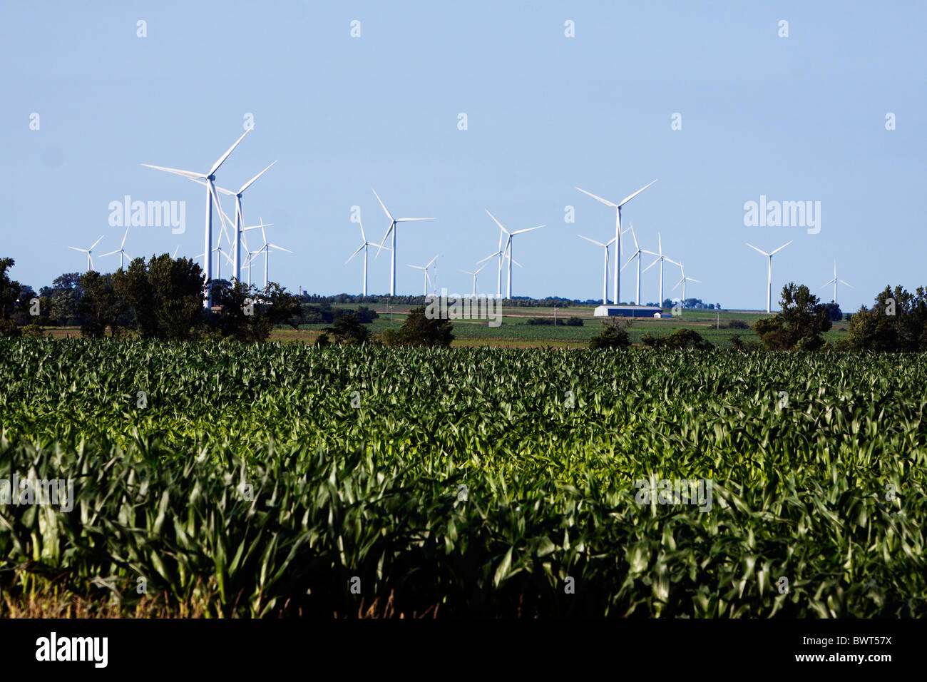 A new wind farm stands out over the lush green summer time corn crops ...