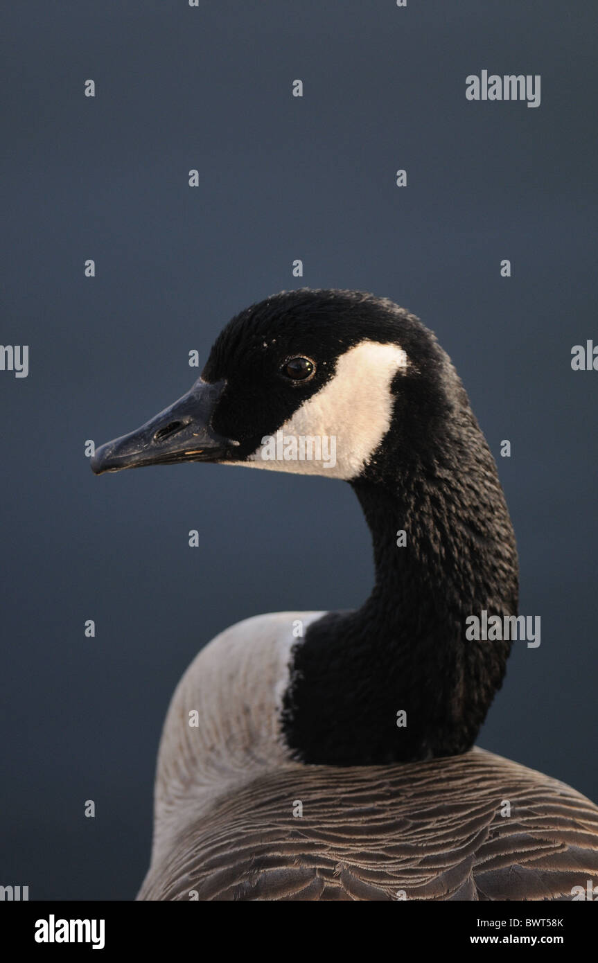 Canada goose black and white hi-res stock photography and images - Alamy