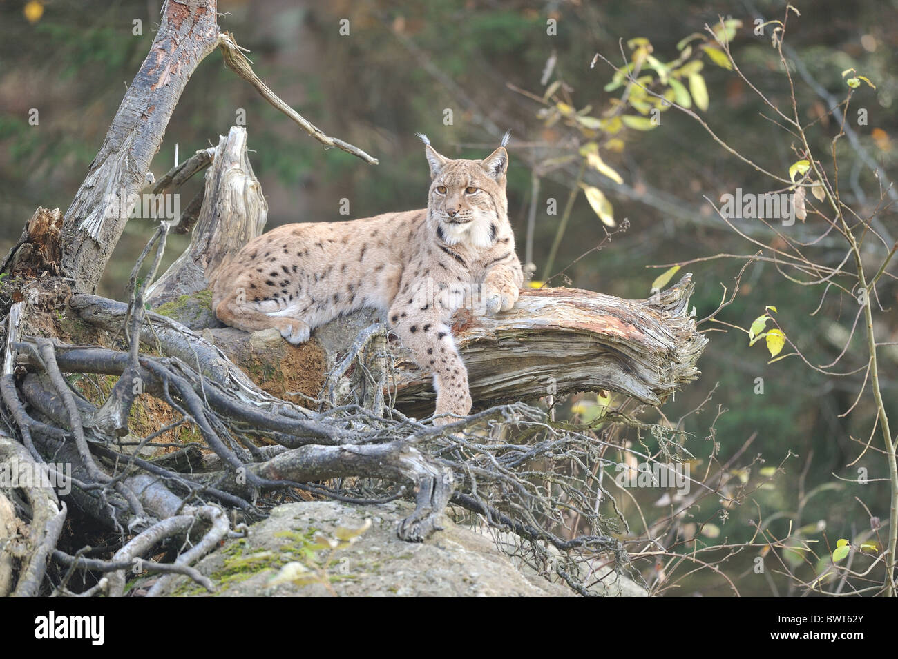 Eurasian lynx dead hi-res stock photography and images - Alamy