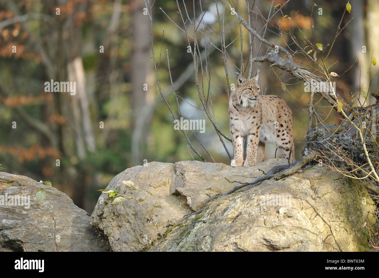 Eurasian lynx - European lynx (Lynx lynx) standing on a rock - Bavarian ...