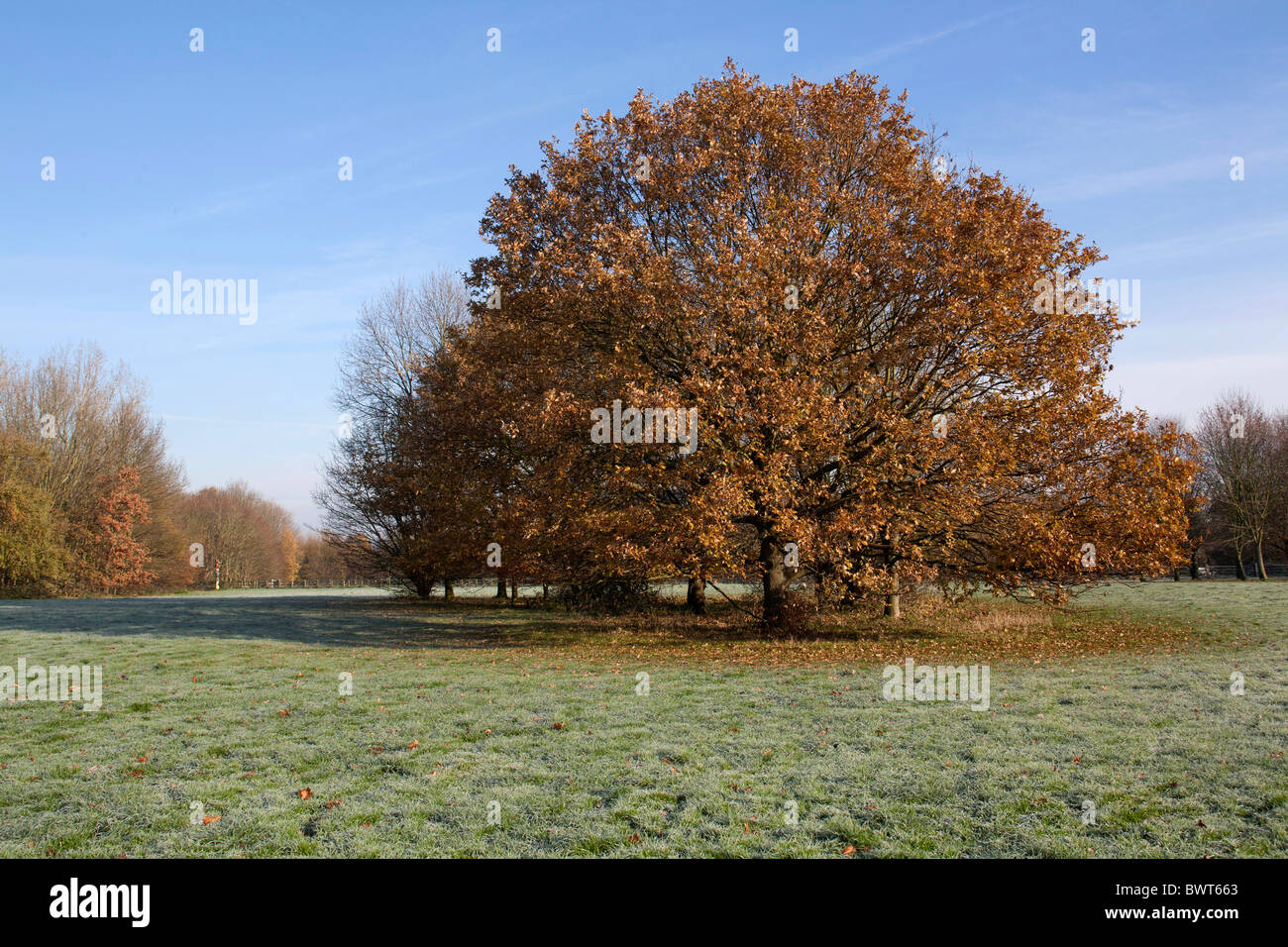 Golden oak tree hi-res stock photography and images - Alamy