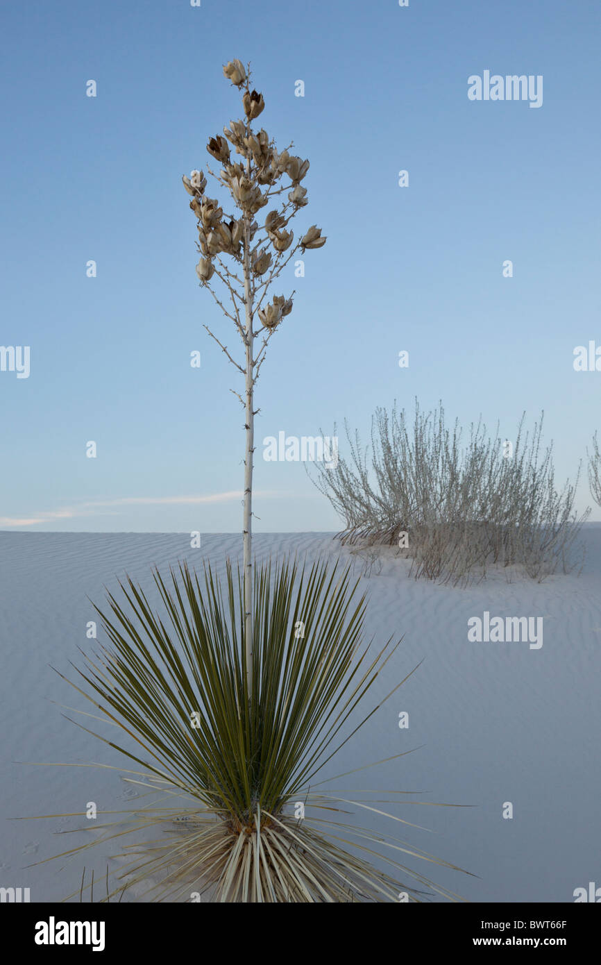 Yucca angustifolia hi-res stock photography and images - Alamy