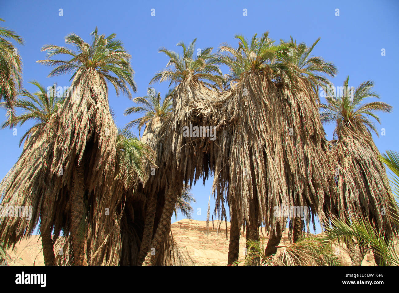 Israel, Negev, Date trees in Ein Zin Stock Photo - Alamy