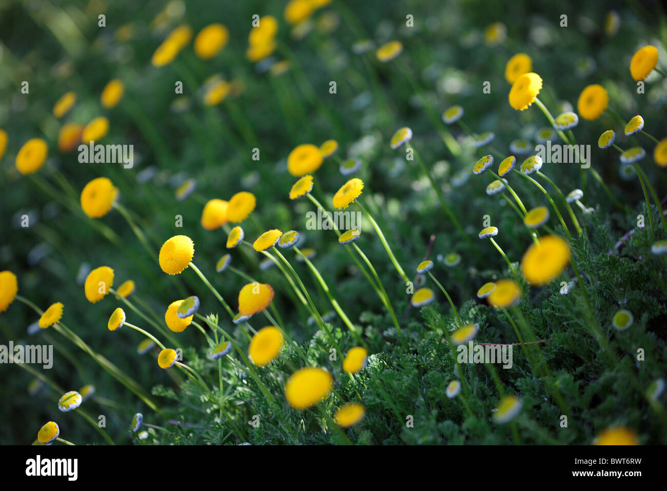 Small yellow flowers Stock Photo - Alamy