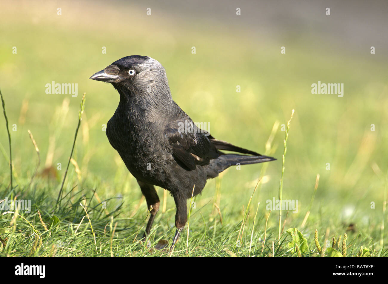 JACKDAW. CORVUS MONEDULA. ARUNDEL. SUMMER. UK Stock Photo - Alamy
