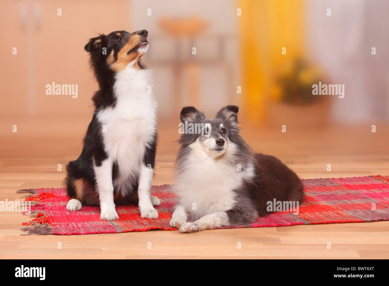 Sheltie years old shetland sheepdog hi-res stock photography and images ...