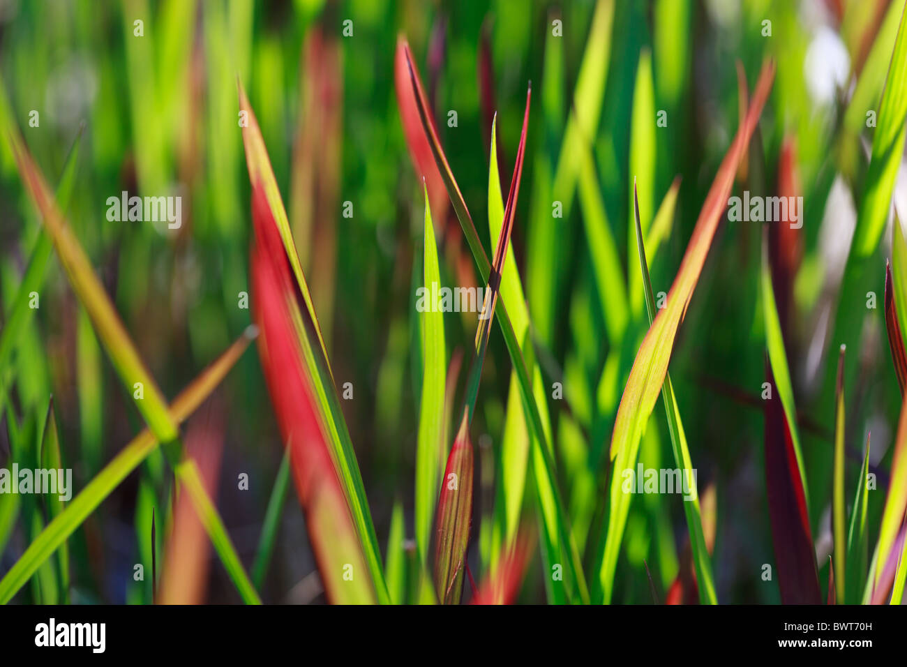 Blades of grass hi-res stock photography and images - Alamy