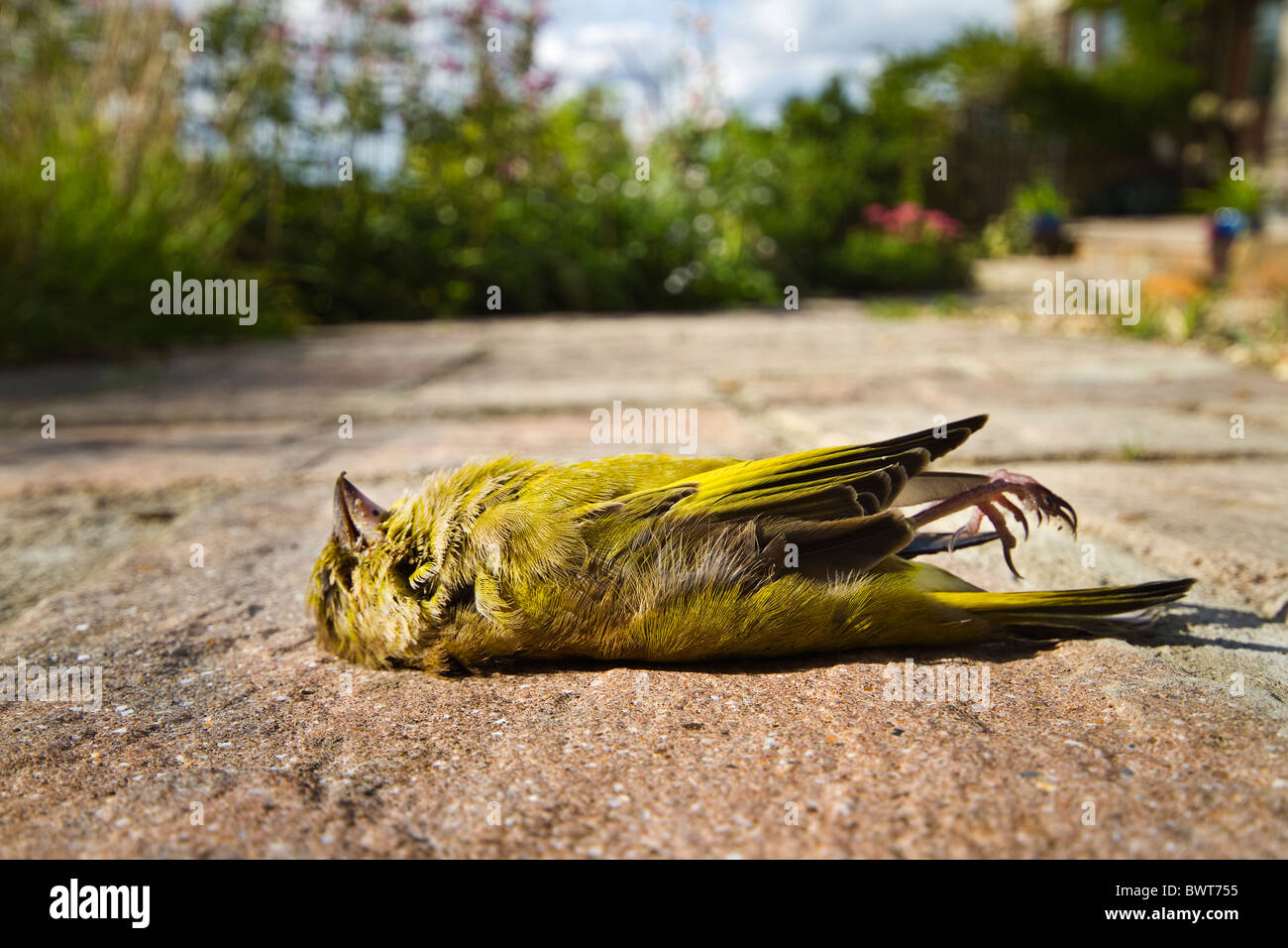 dead Greenfinch that has died of Trichomonosis , a disease that affects ...