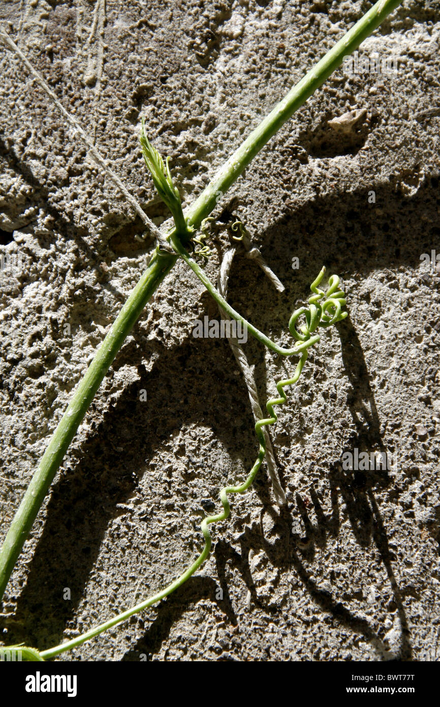Ragged Leaf Shape Stock Photos & Ragged Leaf Shape Stock Images - Alamy