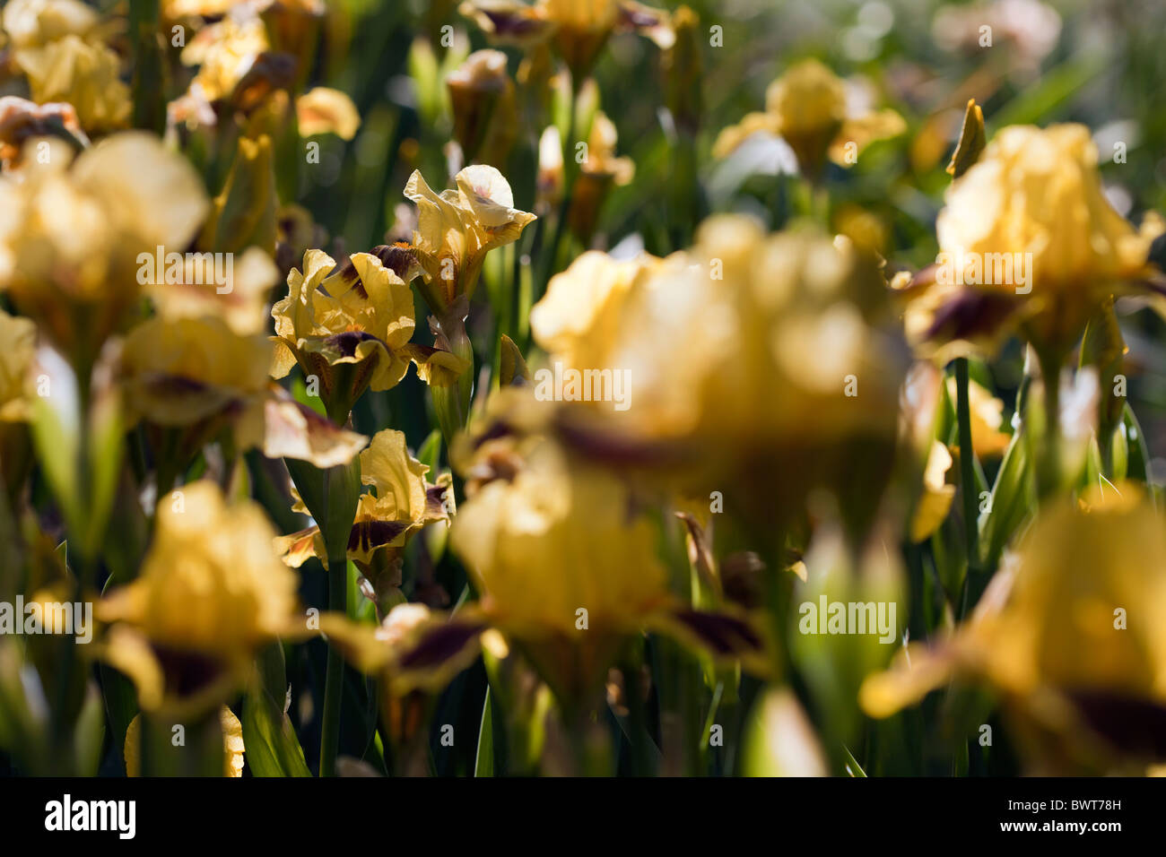 Yellow flowers depth field hi-res stock photography and images - Alamy
