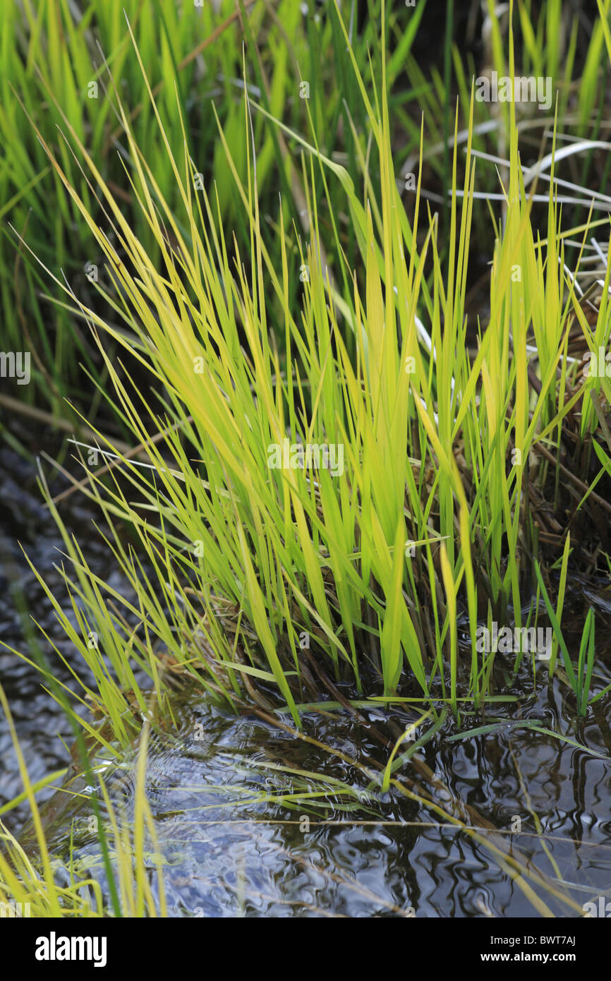 Molinia caerulea purple moor grass nature natural wild wildlife ...