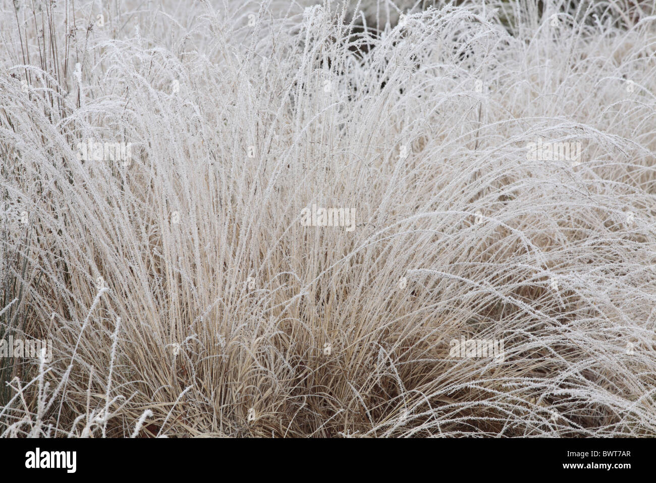 Molinia caerulea purple moor grass nature natural wild wildlife ...