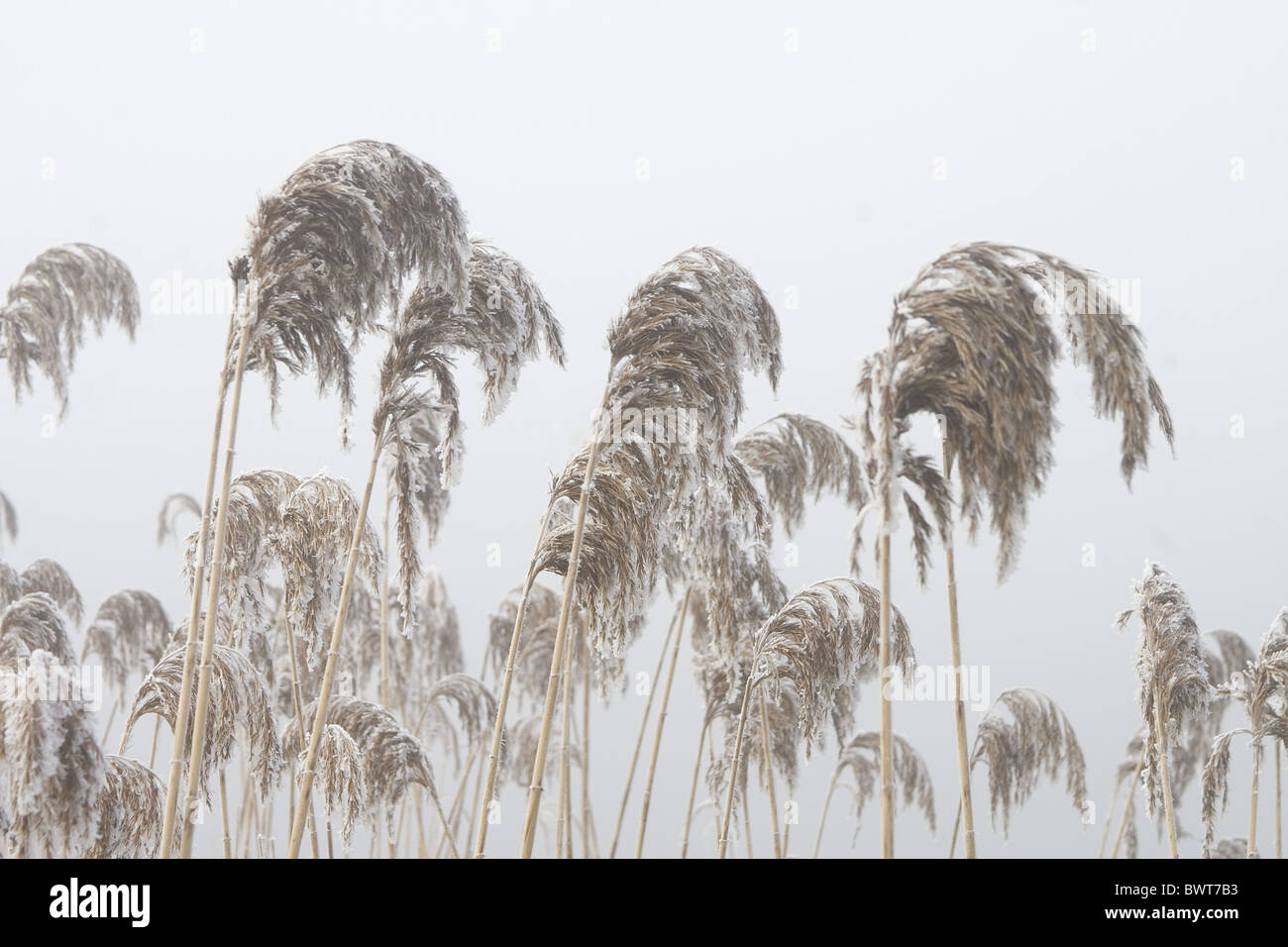 Frost covered grass plants hi-res stock photography and images - Alamy