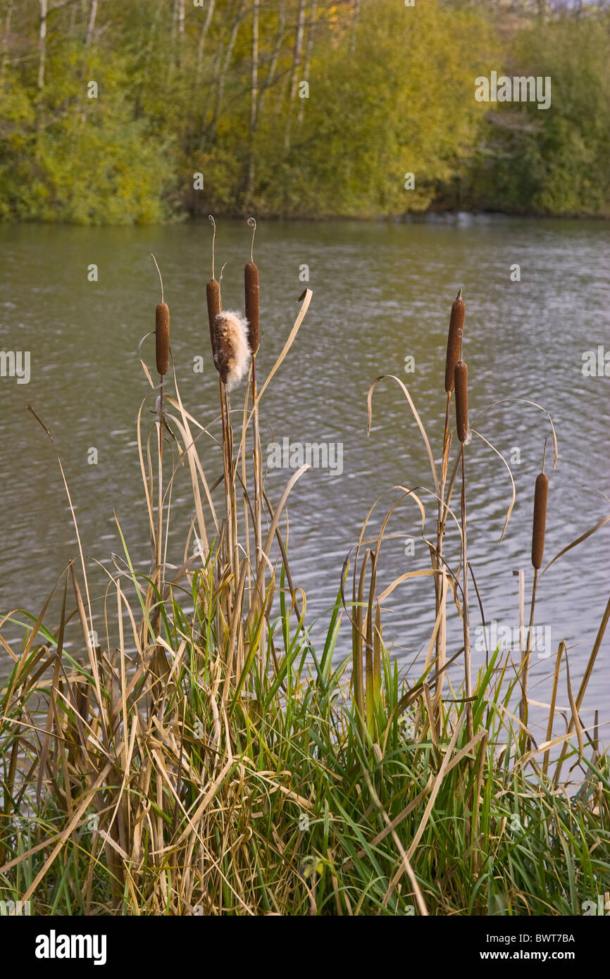 Typha latifolia flower hi-res stock photography and images - Alamy