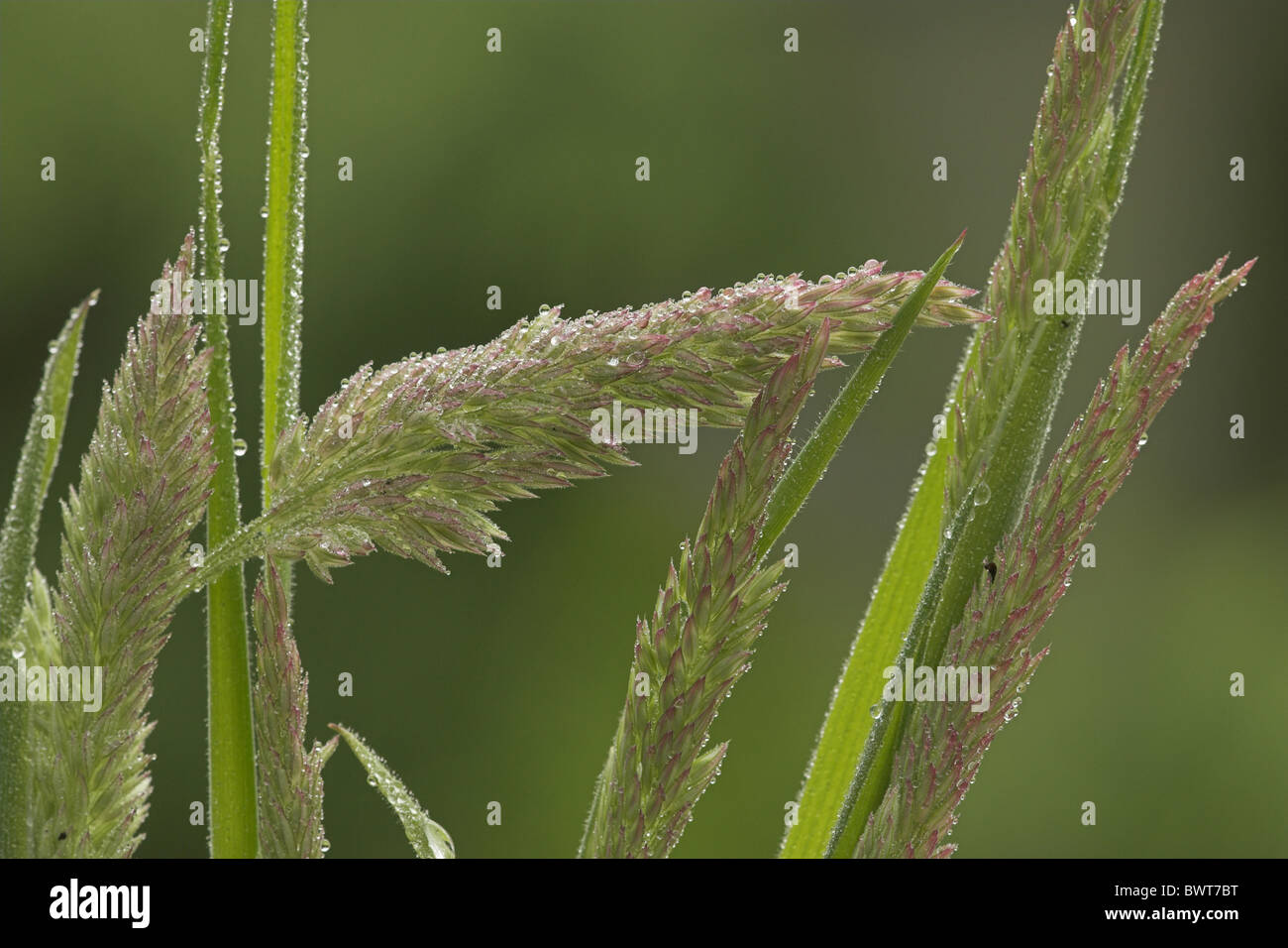 Yorkshire Fog Holcus lanatus dew covered Stock Photo - Alamy