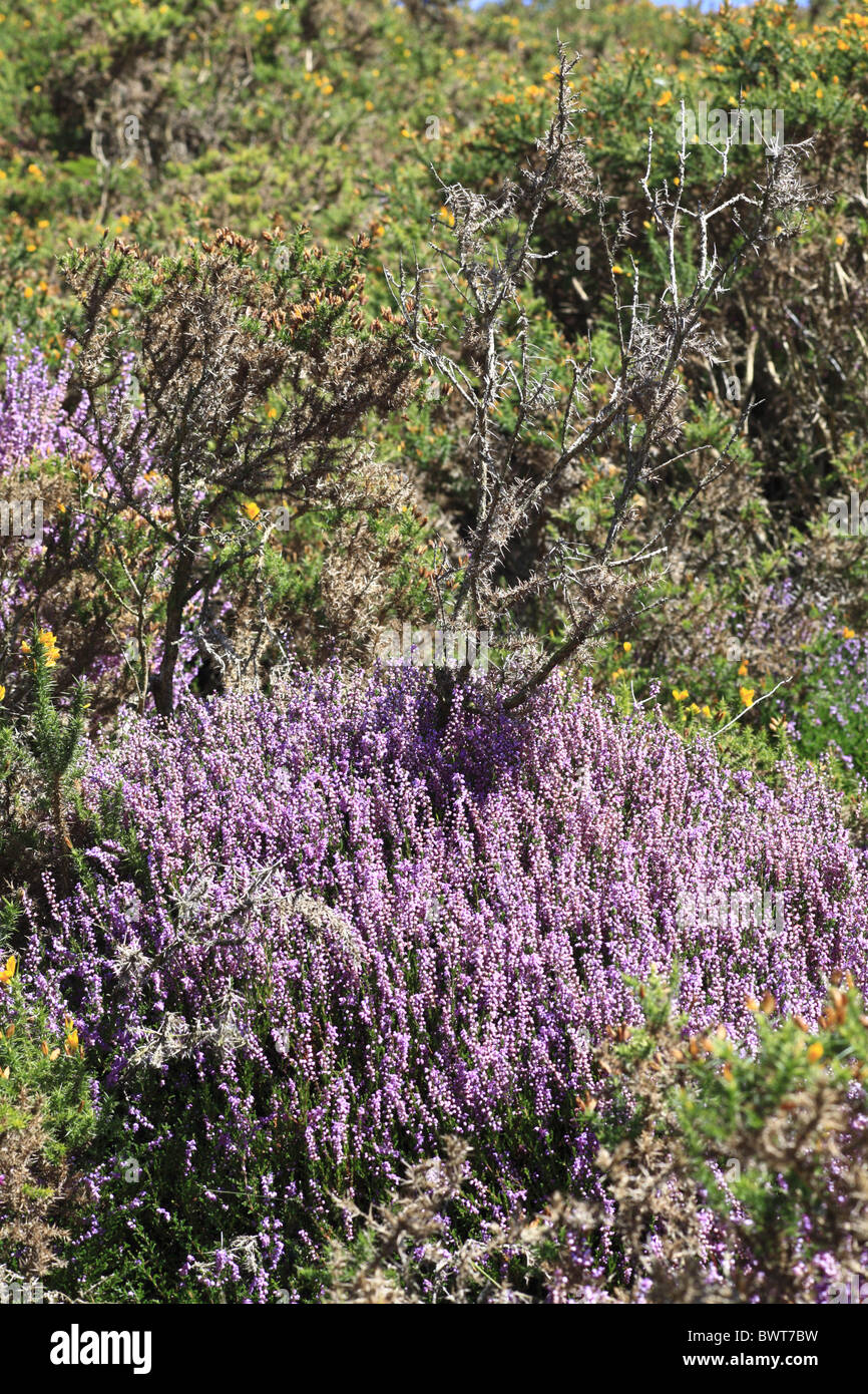 ling heather common calluna vulgaris heath heathland nature natural ...
