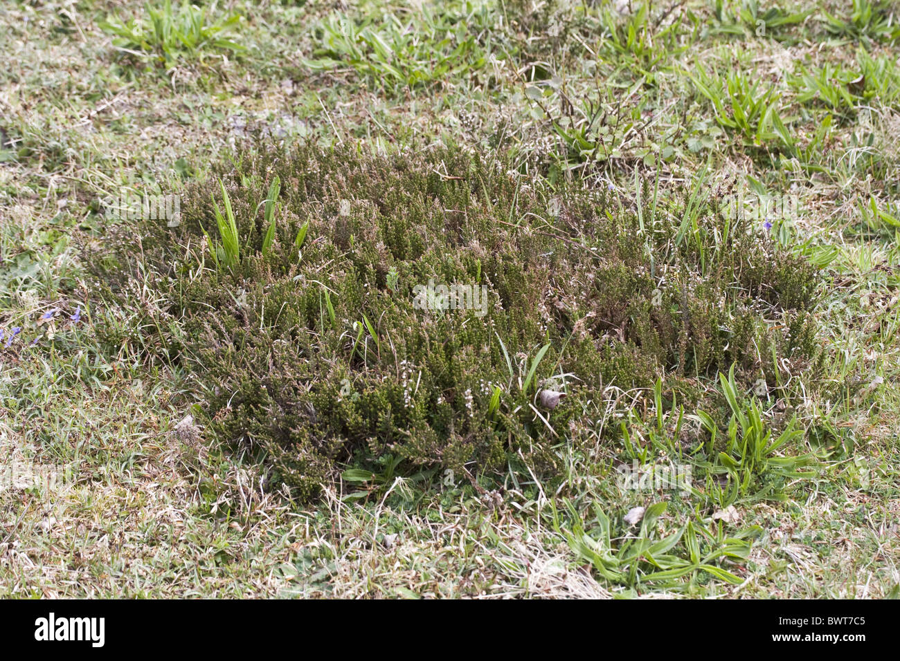 britain british england english habitat habitats heath heaths heathland ...
