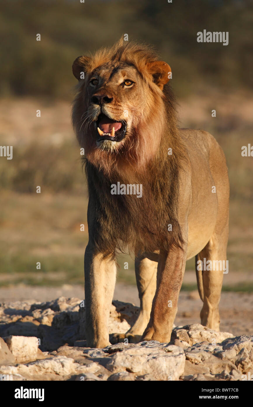 Loewe lion Panthera leo Stock Photo - Alamy