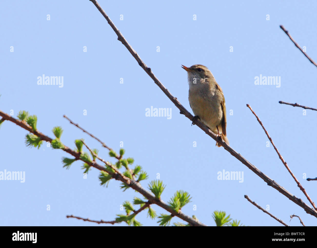 bird birds animal animals warbler warblers asia asian china chinese ...