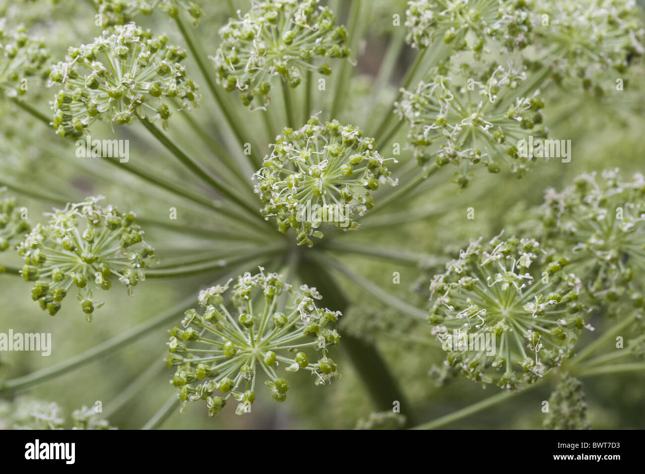 angelica close archangelica flower flowers flowering herb herbs ...