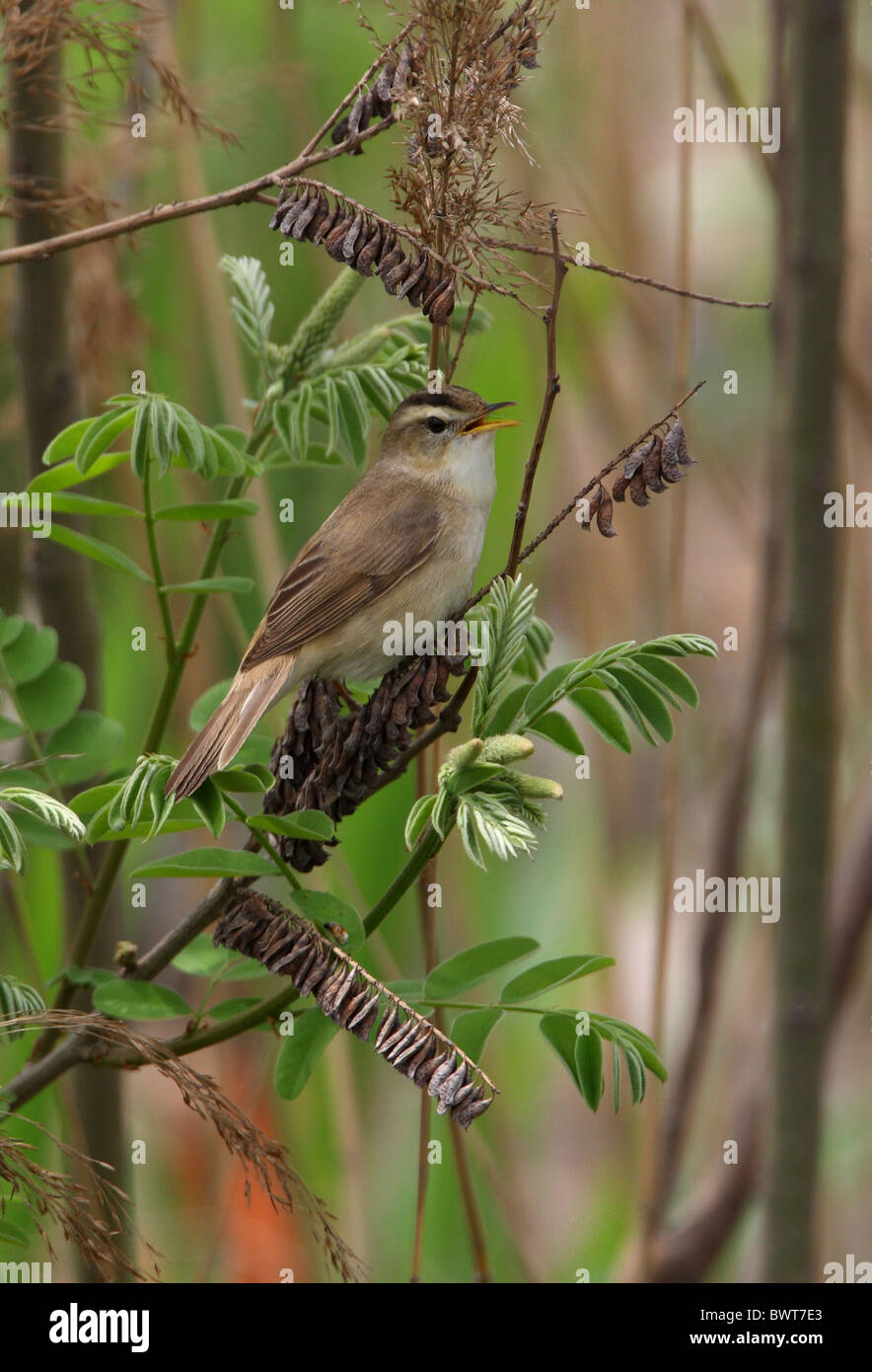 bird birds animal animals warbler warblers asia asian wildlife nature ...